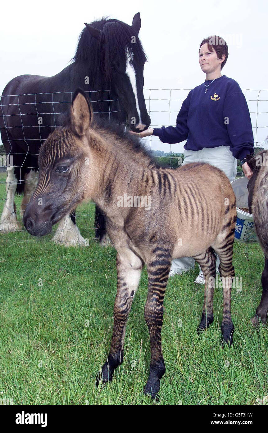 Zebra Horse Mix