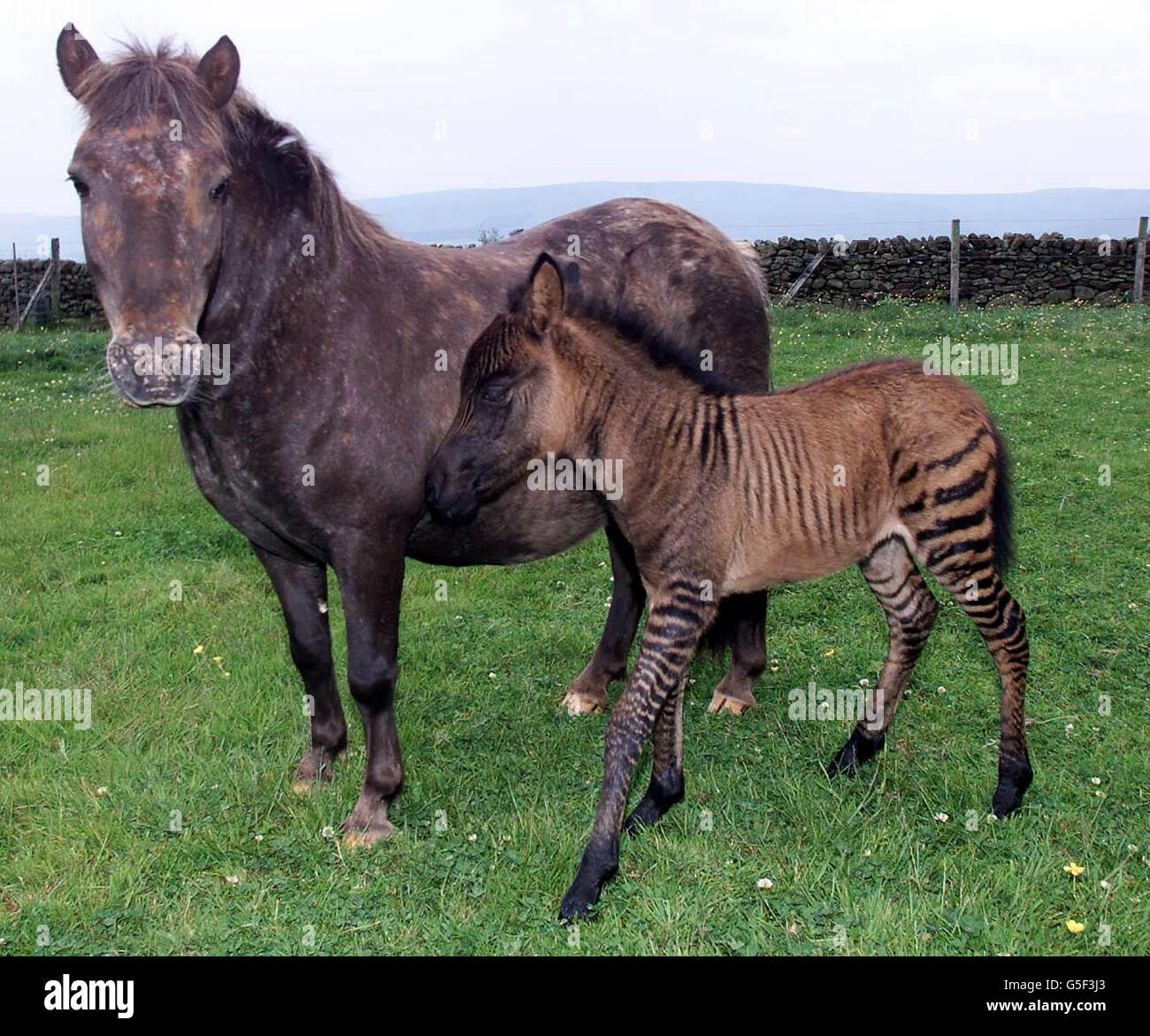 Shetland pony cross High Resolution Stock Photography and Images - Alamy