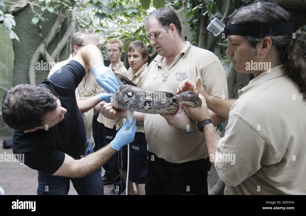 Reticulated pythons hi-res stock photography and images - Alamy