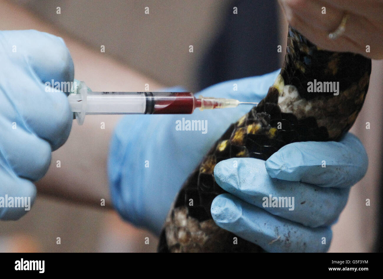 Including the first ultrasound performed on two reticulated pythons hi ...