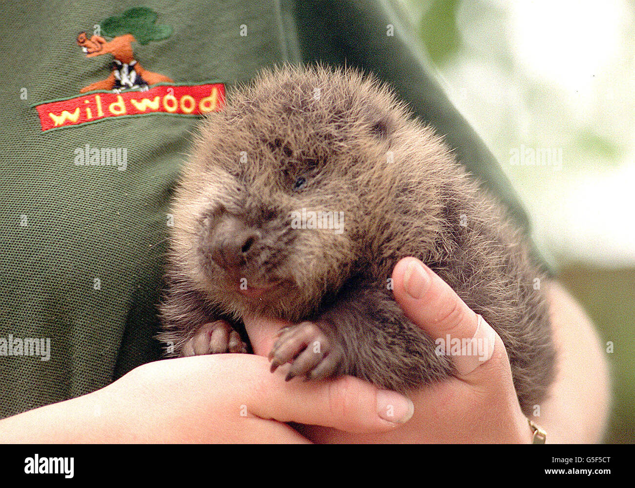 A young beaver from a litter of European beavers have been born at an ...