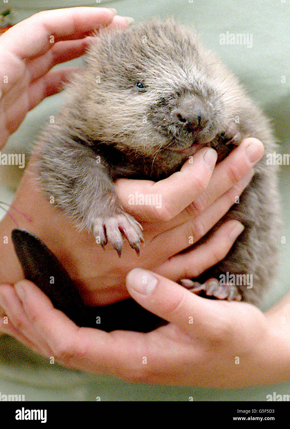 A young beaver from a litter of European beavers have been born at an ...