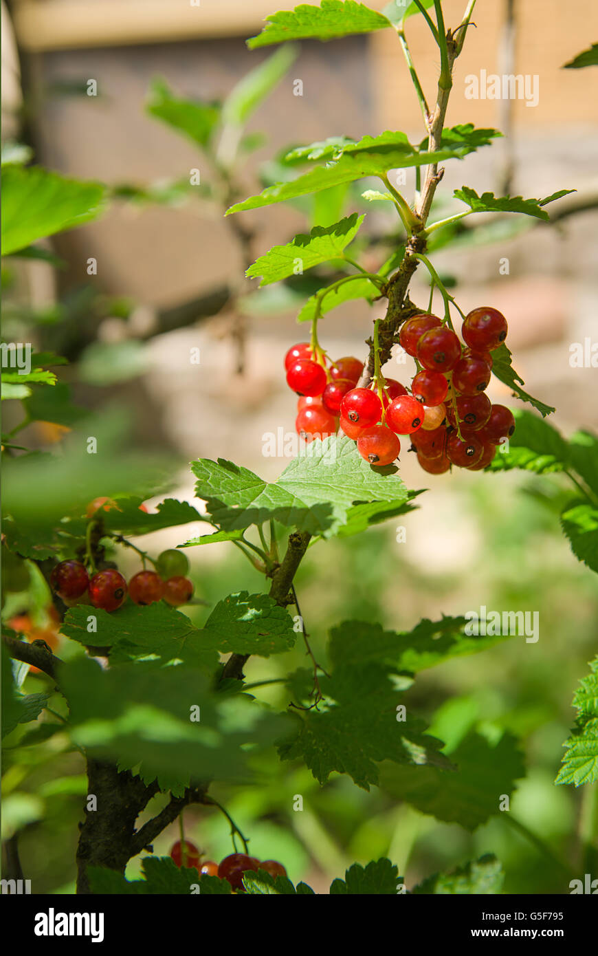 Grow berries hi-res stock photography and images - Alamy