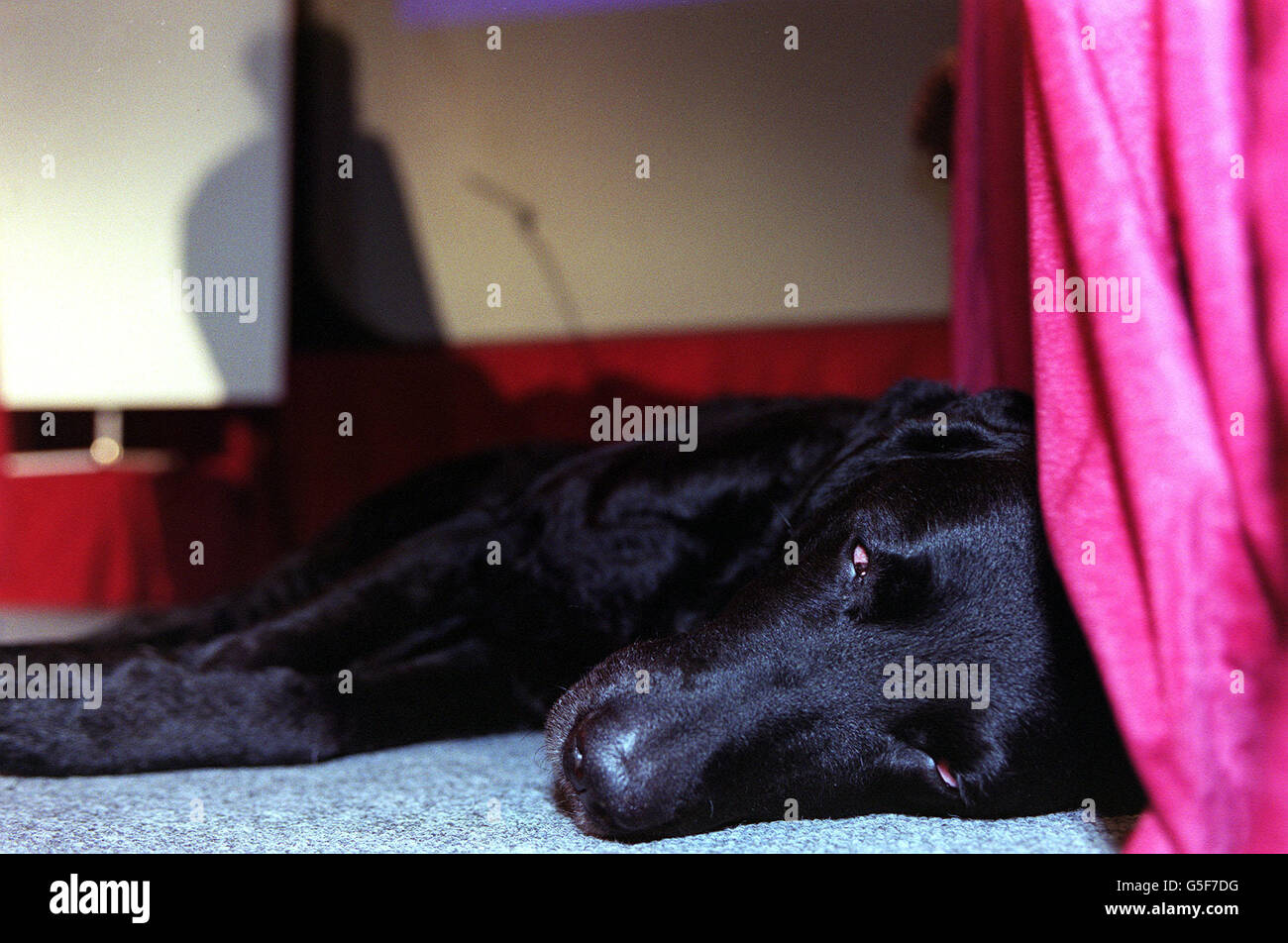 Black Labrador guide dog Lucy nestled at Home Secretary David Blunkett ...