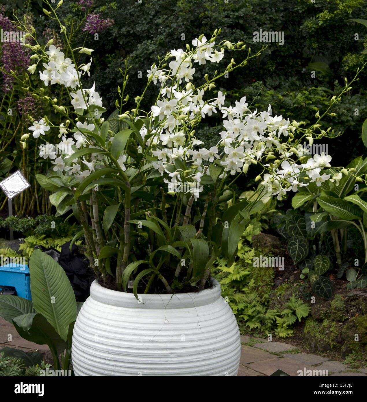 The orchid named after Prince William's mother Diana, Princess of Wales ...