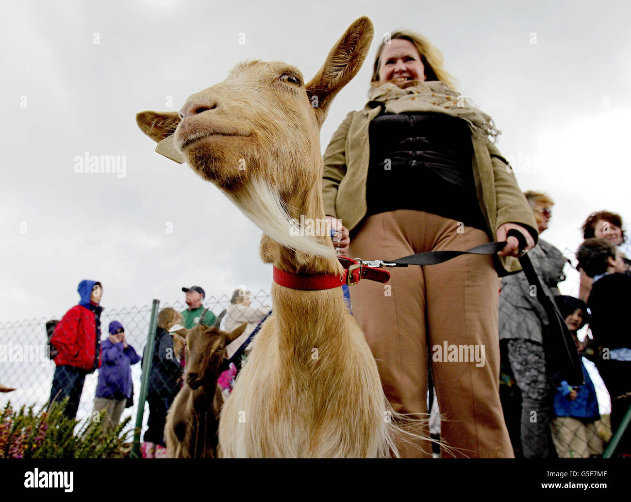 News enivronment goats ireland hi-res stock photography and images - Alamy