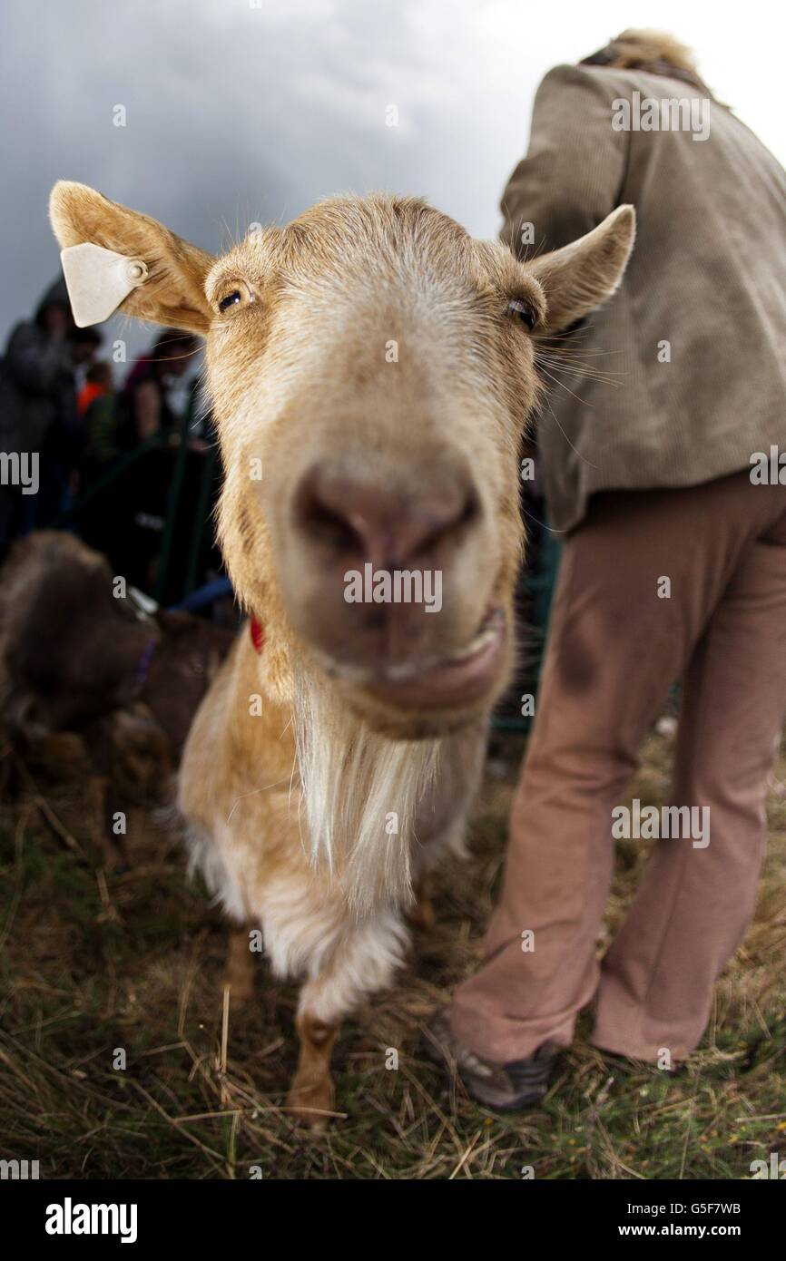 Marian Kelly from Dublin Community Growers with 'Maggie May' one of the ...