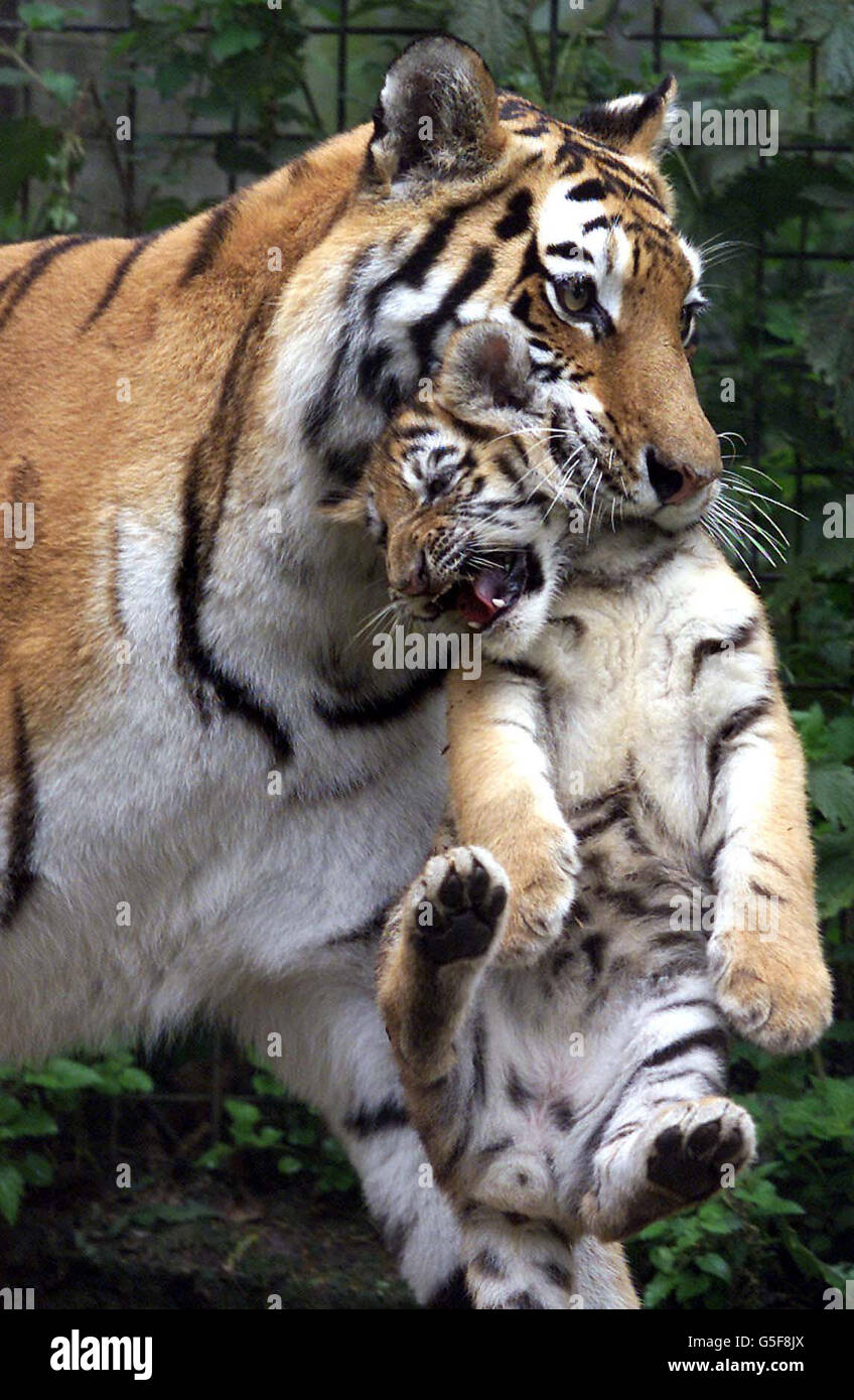Captive siberian tiger cub hi-res stock photography and images - Alamy