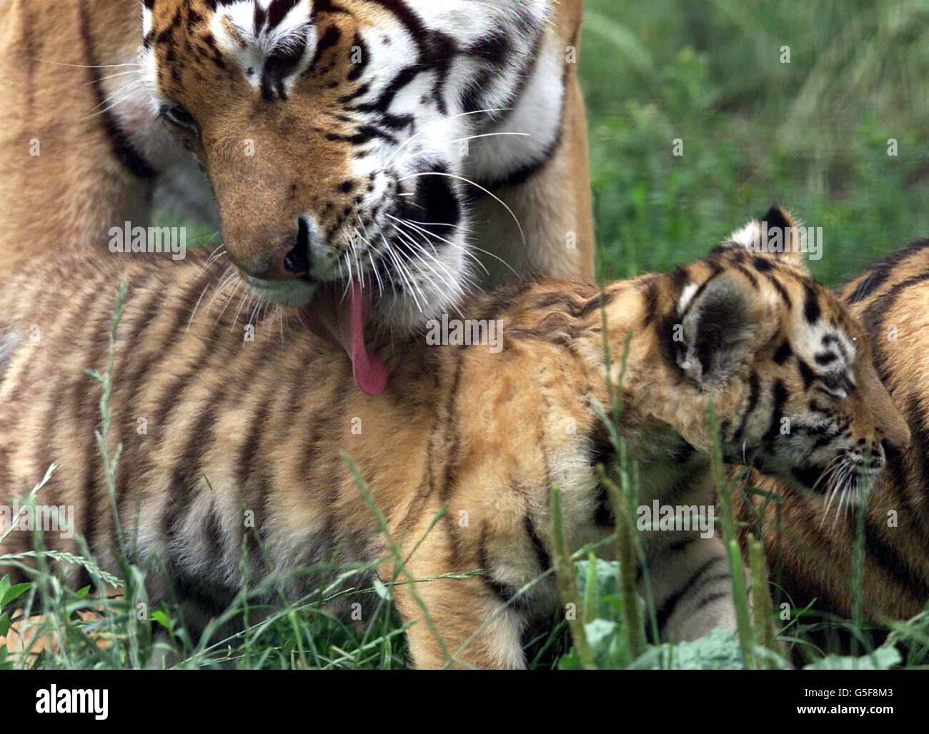 One of the three tiger cubs who are Whipsnade Wild Animal Park ...