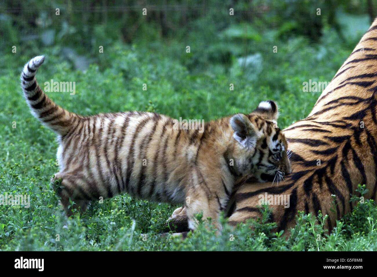 Tiger cub whipsnade hi-res stock photography and images - Alamy