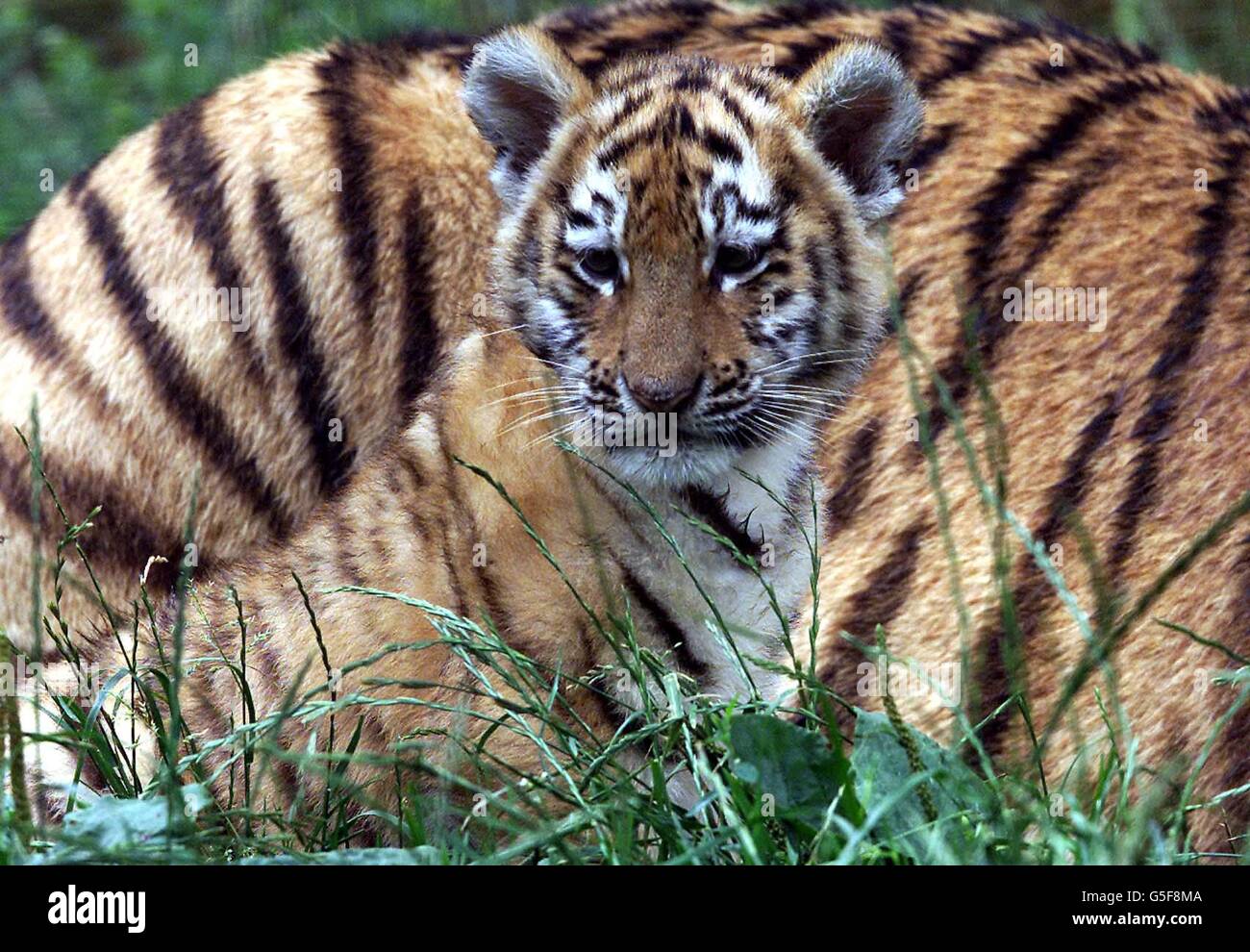 Animals that have become extinct hi-res stock photography and images ...