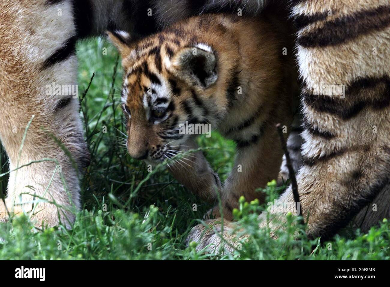 Animals that have become extinct hi-res stock photography and images ...