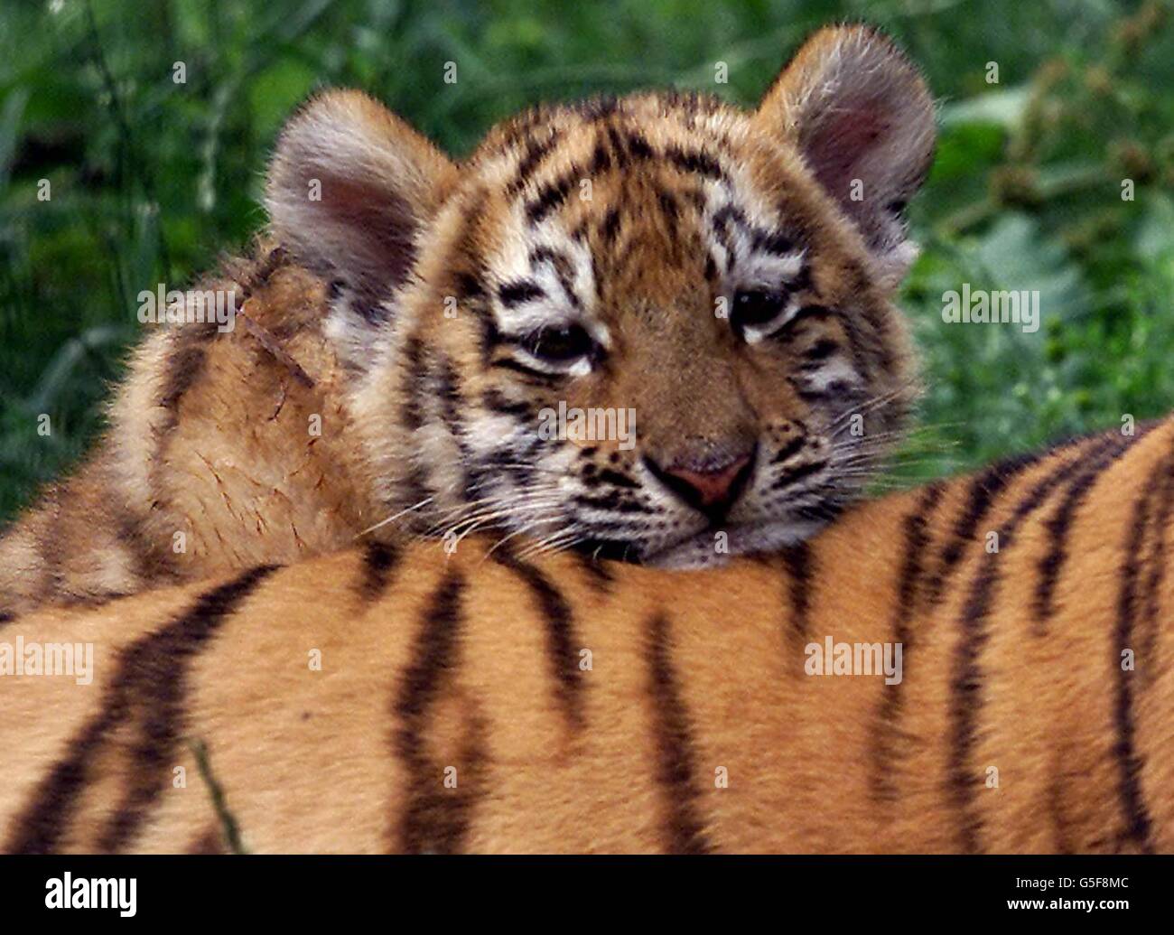 Tiger cub whipsnade hi-res stock photography and images - Alamy