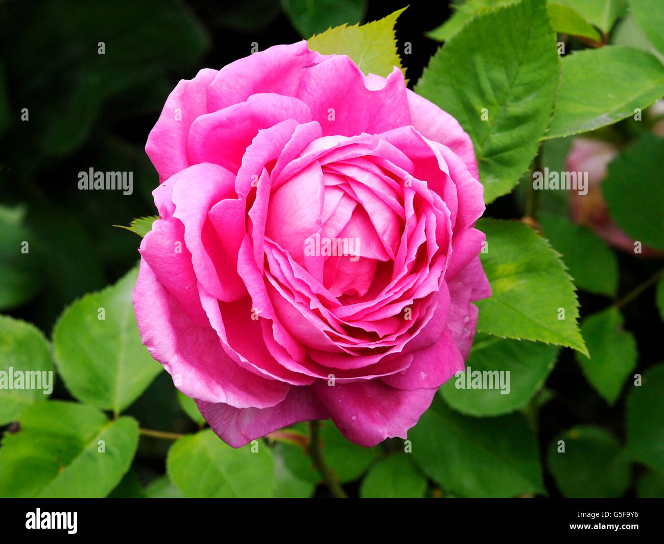 Hybrid Perpetual Rose 'Heinrich Schultheis and old rose from Victorian ...