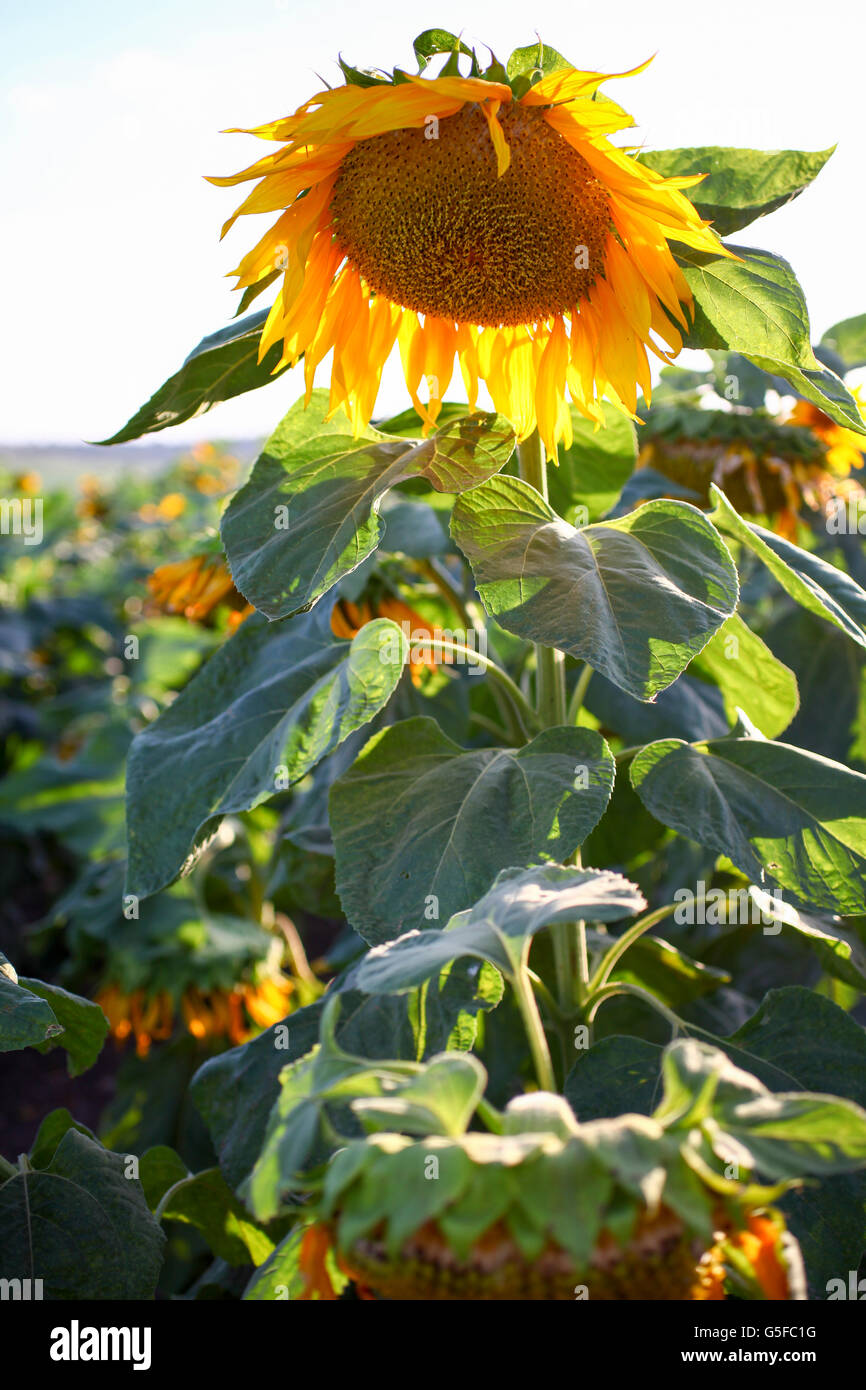 Blooming sunflowers in a field Photographed in Israel in May Stock ...