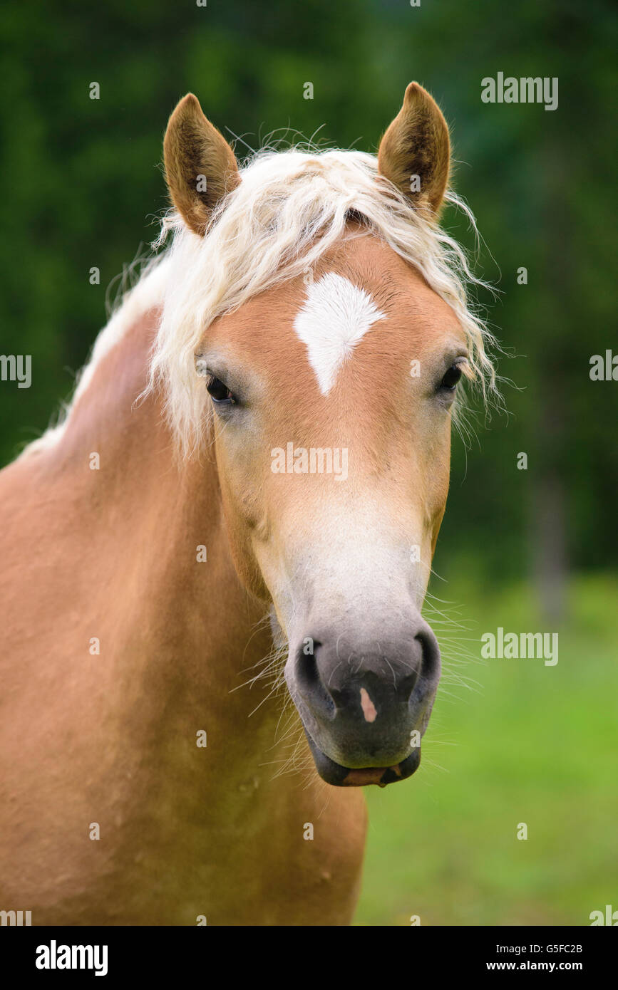 Haflinger horse at meadow Stock Photo - Alamy