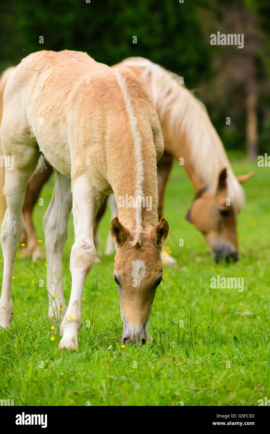 Haflinger horse with foal at meadow Stock Photo - Alamy