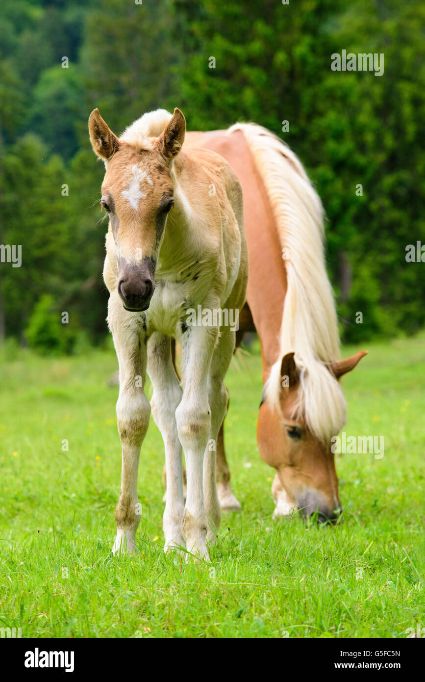 Haflinger horse with foal at meadow Stock Photo - Alamy