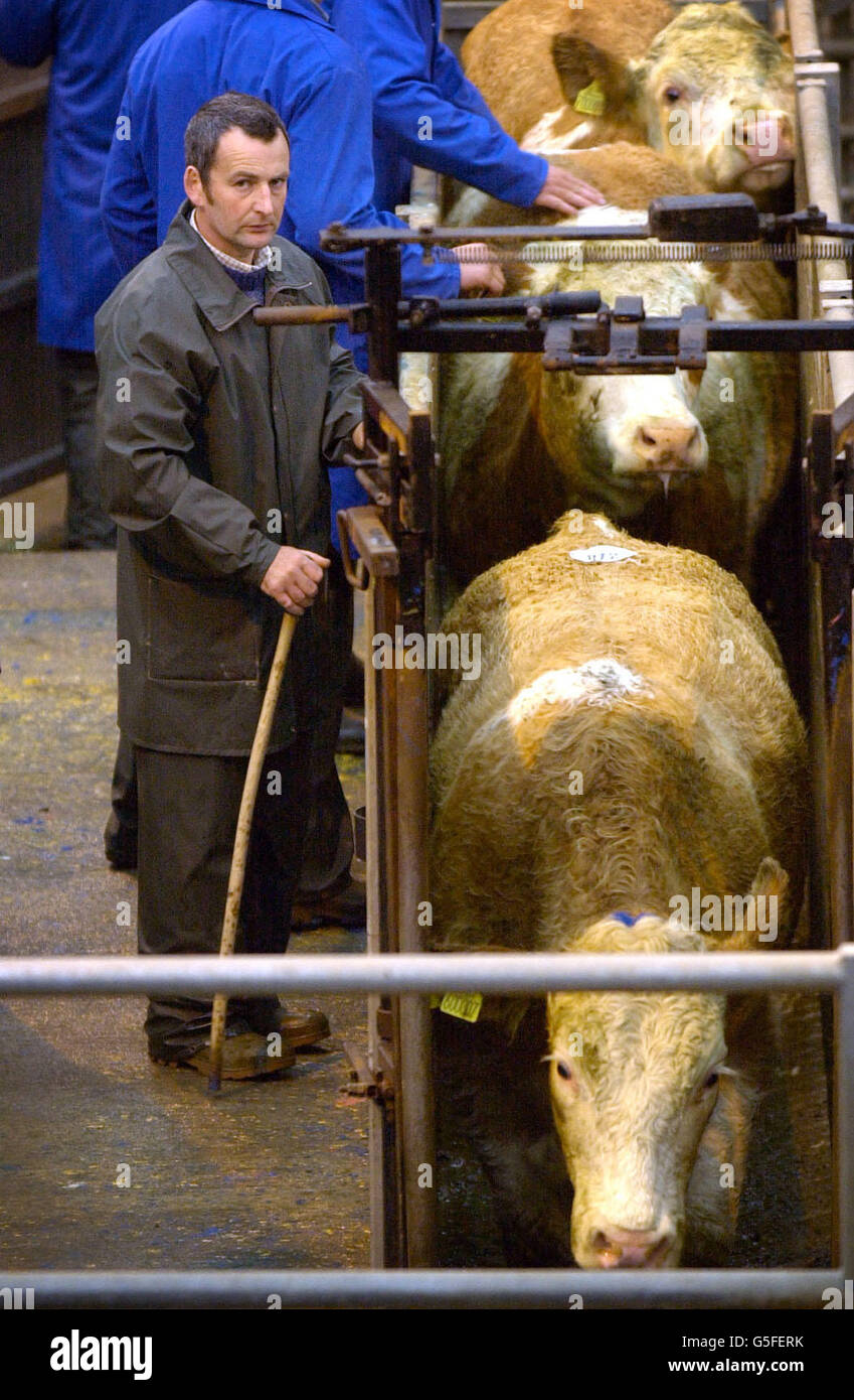 Cows are herded into the orkney auction mart hi-res stock photography ...