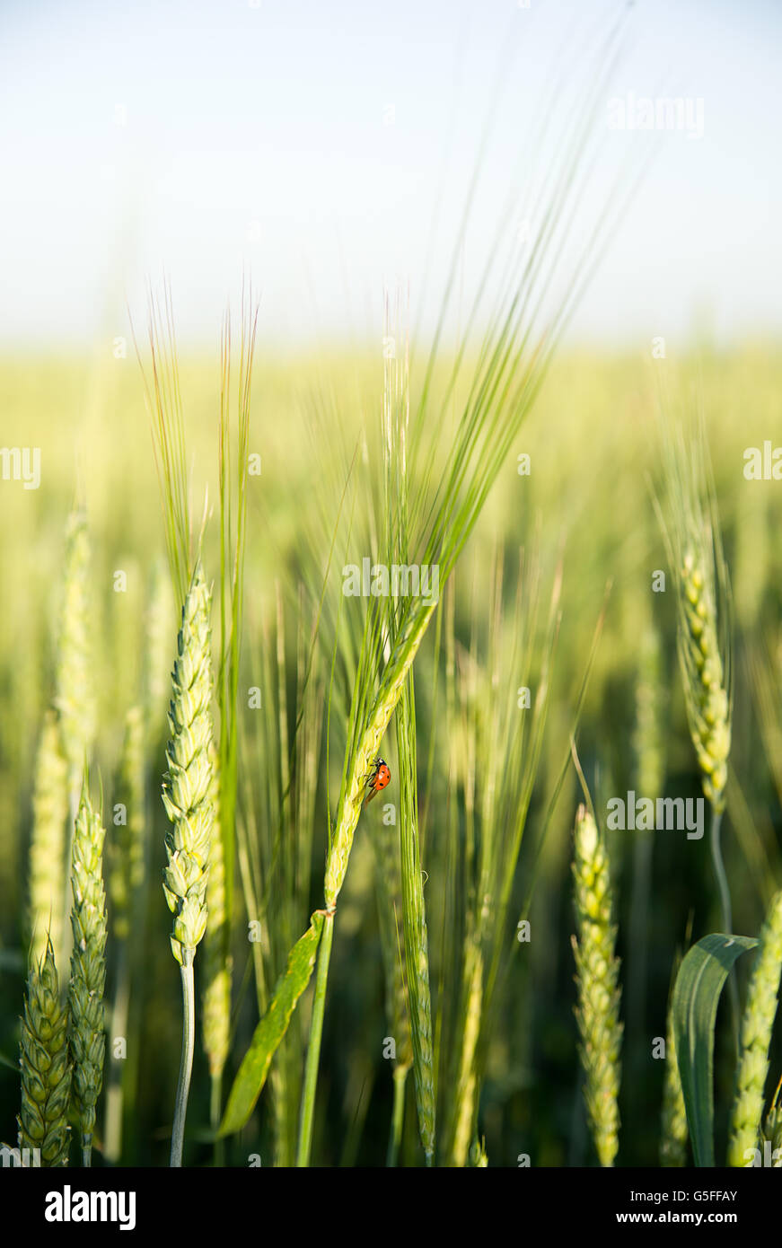 Ear of wheat hi-res stock photography and images - Alamy