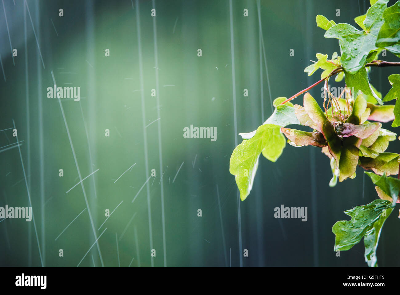 plants under sweet rain Stock Photo - Alamy