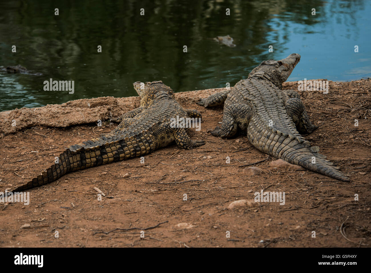 crocodile farm in the Jordan River Valley Stock Photo - Alamy