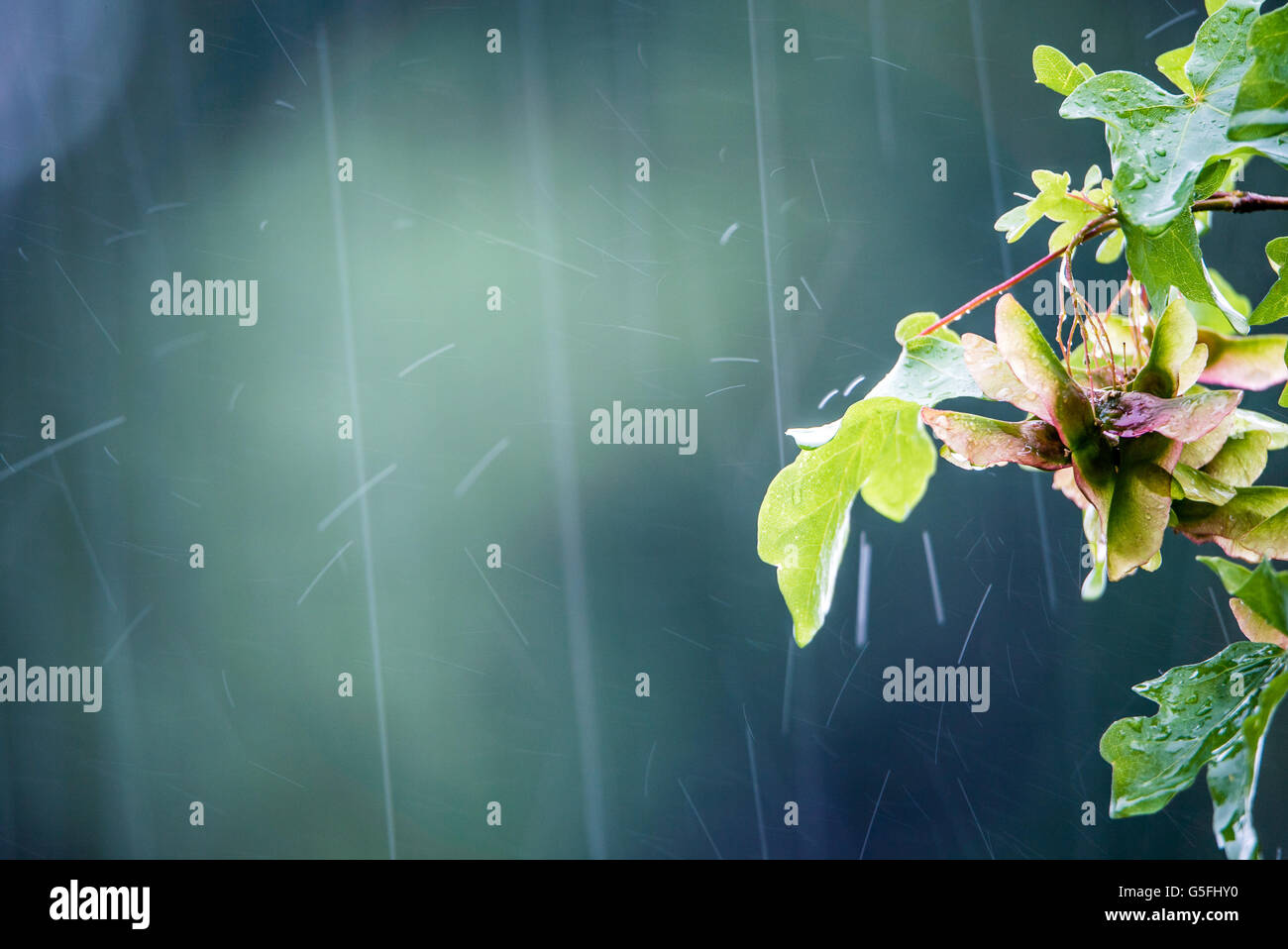 Summer rainy outside drops droplets Stock Photo - Alamy