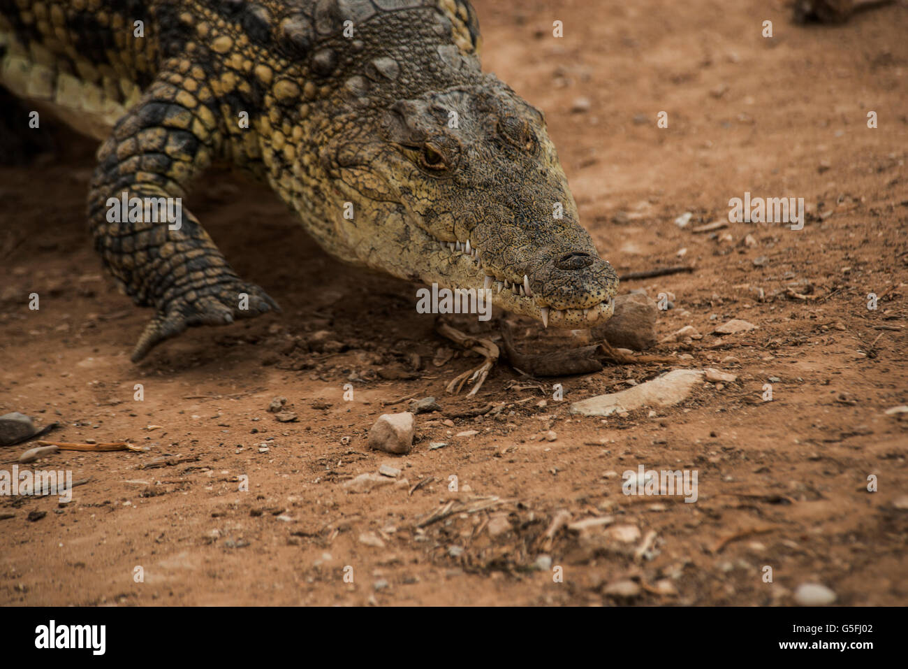 crocodile farm in the Jordan River Valley Stock Photo - Alamy