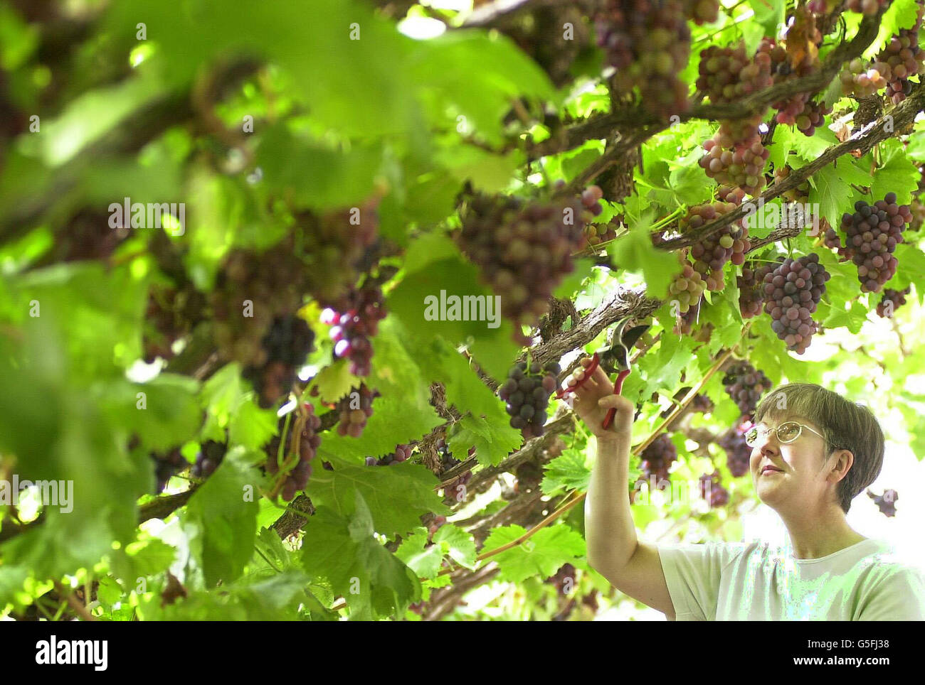 Gillian Cox, Vine Keeper at Hampton Court Palace, near London, cuts ...