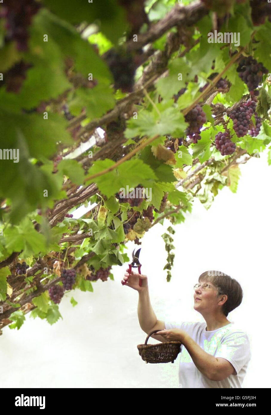 The Grape Vine Hampton Court Stock Photo - Alamy