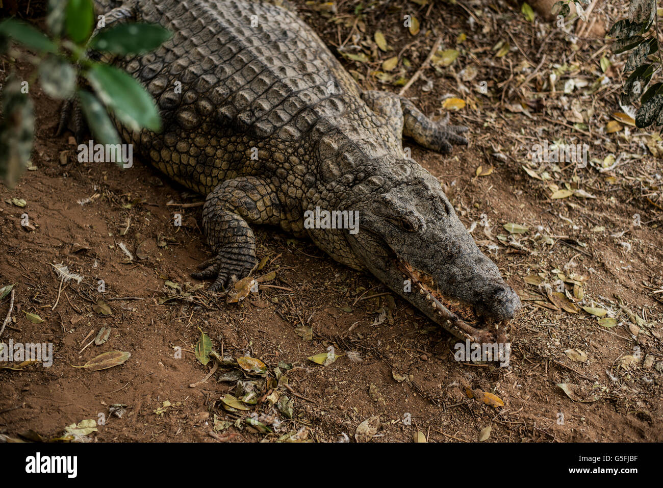 Dead Croc High Resolution Stock Photography and Images - Alamy