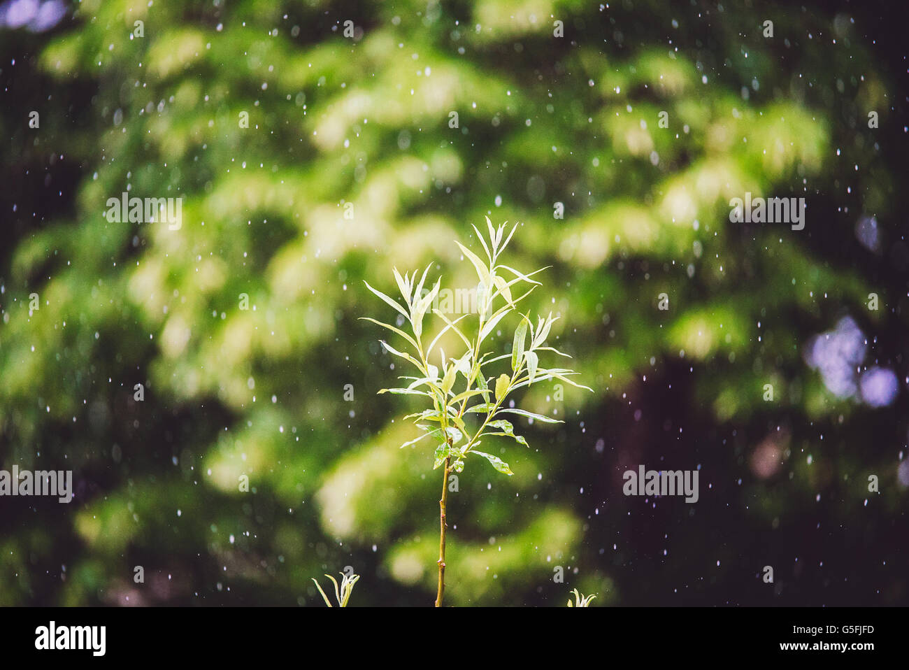 Plant foliage in heavy rain hi-res stock photography and images - Alamy