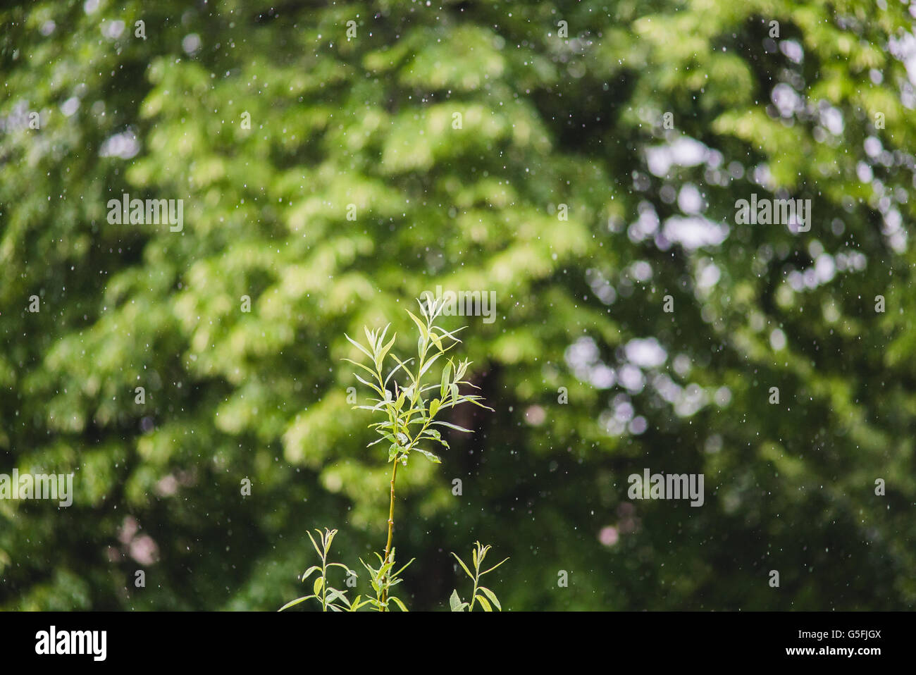 plants under sweet rain Stock Photo - Alamy