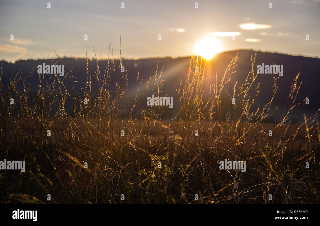 Field of grass during sunset Stock Photo - Alamy