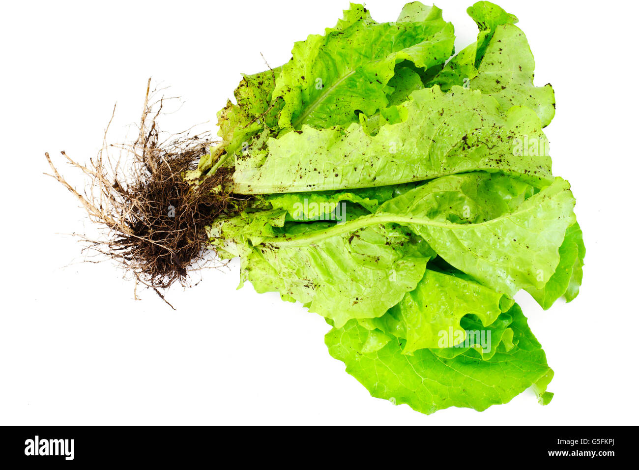 Green Fresh Lettuce Stock Photo - Alamy