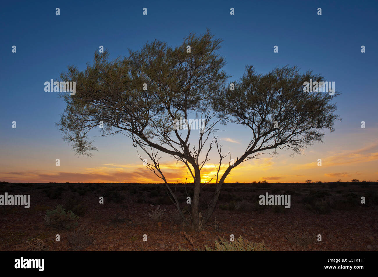 Tree silhouette in australian outback hi-res stock photography and ...