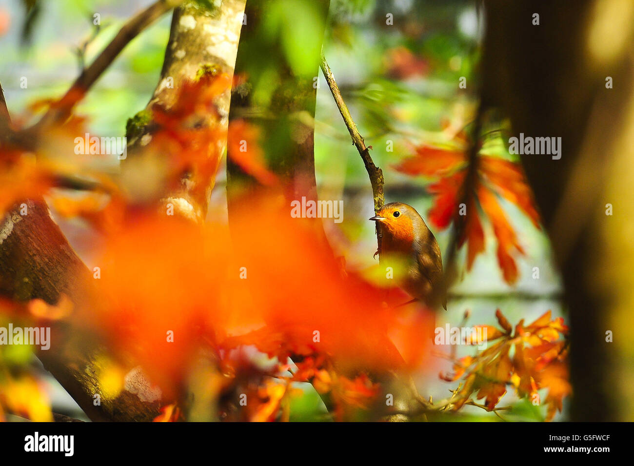 Autumn weather - Oct 14th Stock Photo - Alamy