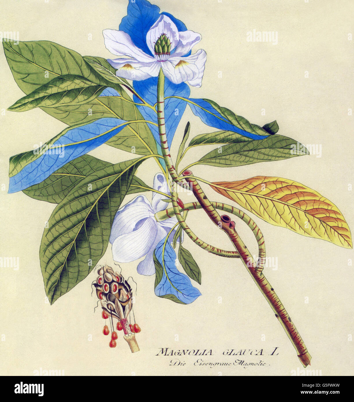 botany, flowers, iron-gray magnolia (Magnolia glauca L.), blossom ...