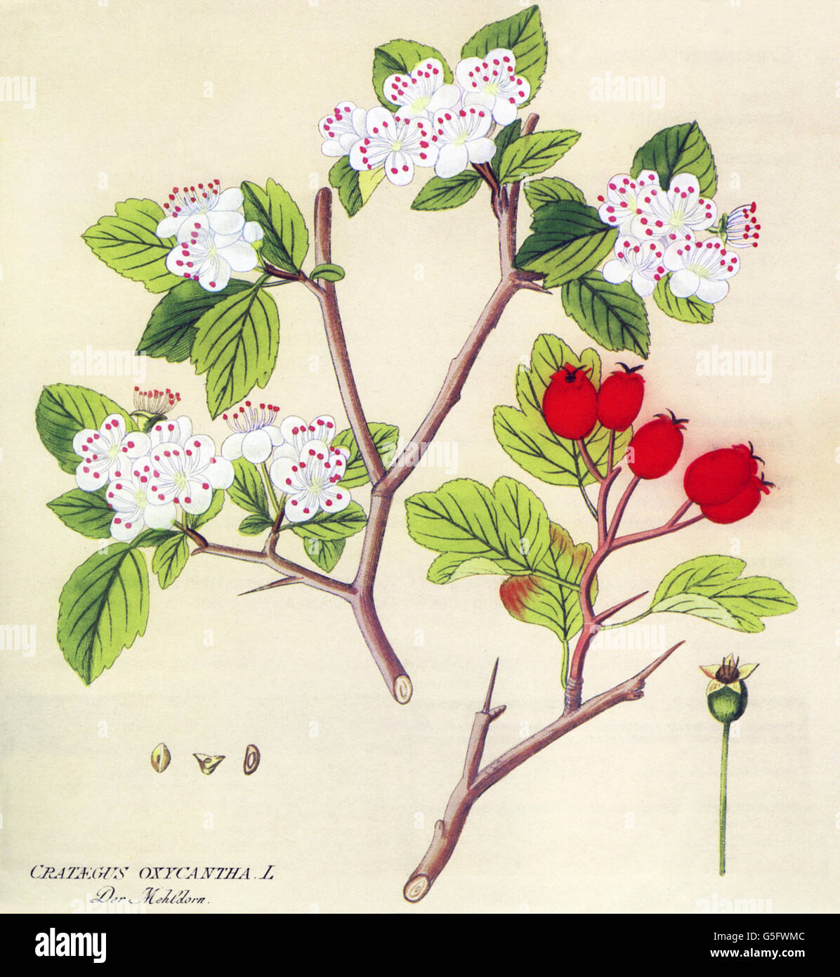 botany, flowers, white hawthorn (Crataegus Oxycanthia L.), blossoms ...