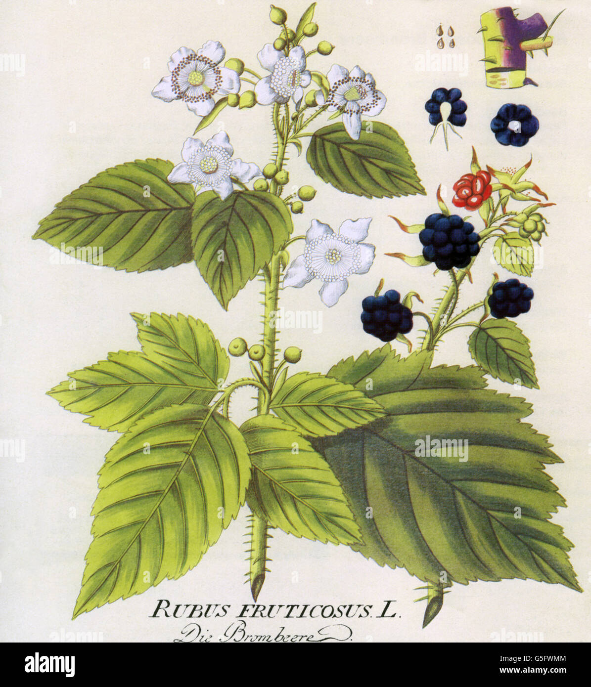 Rubus Fruticosus