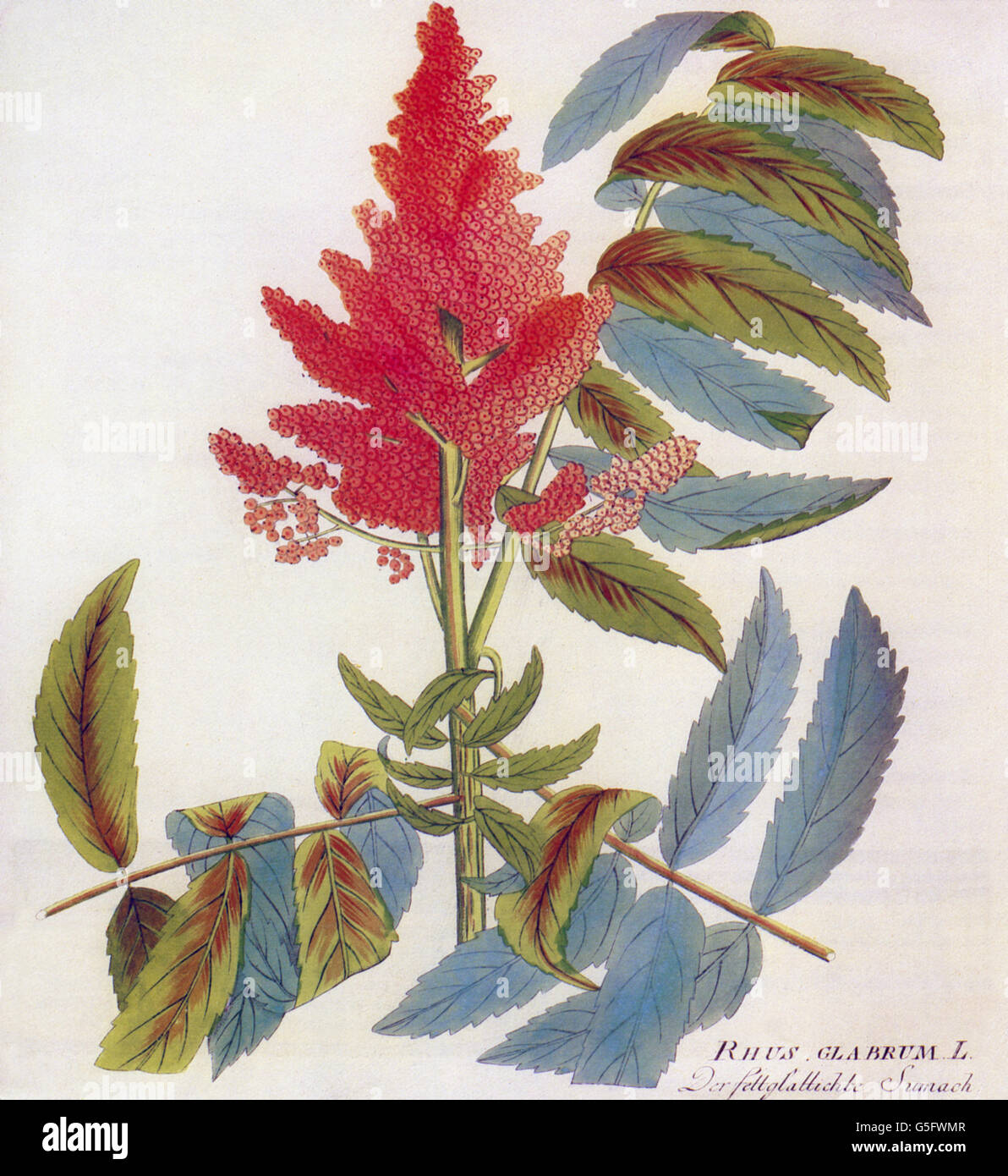 Rhus glabra botany hi-res stock photography and images - Alamy