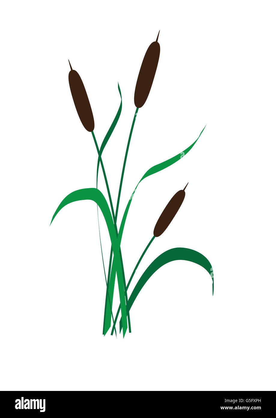Illustration Of Typha Cut Out Stock Images & Pictures - Alamy
