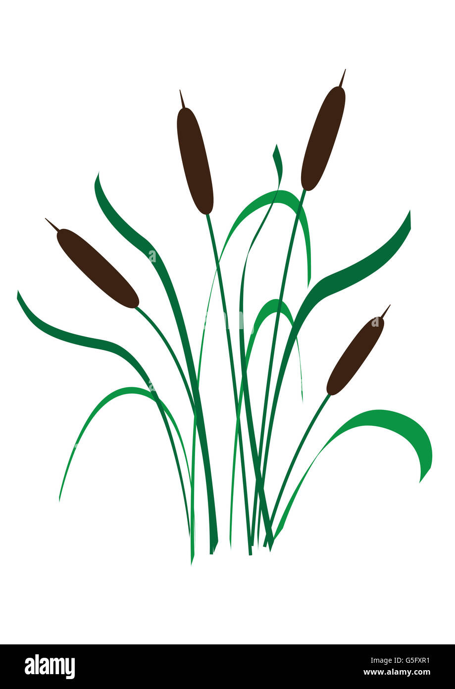 Bullrush Cut Out Stock Images & Pictures - Alamy