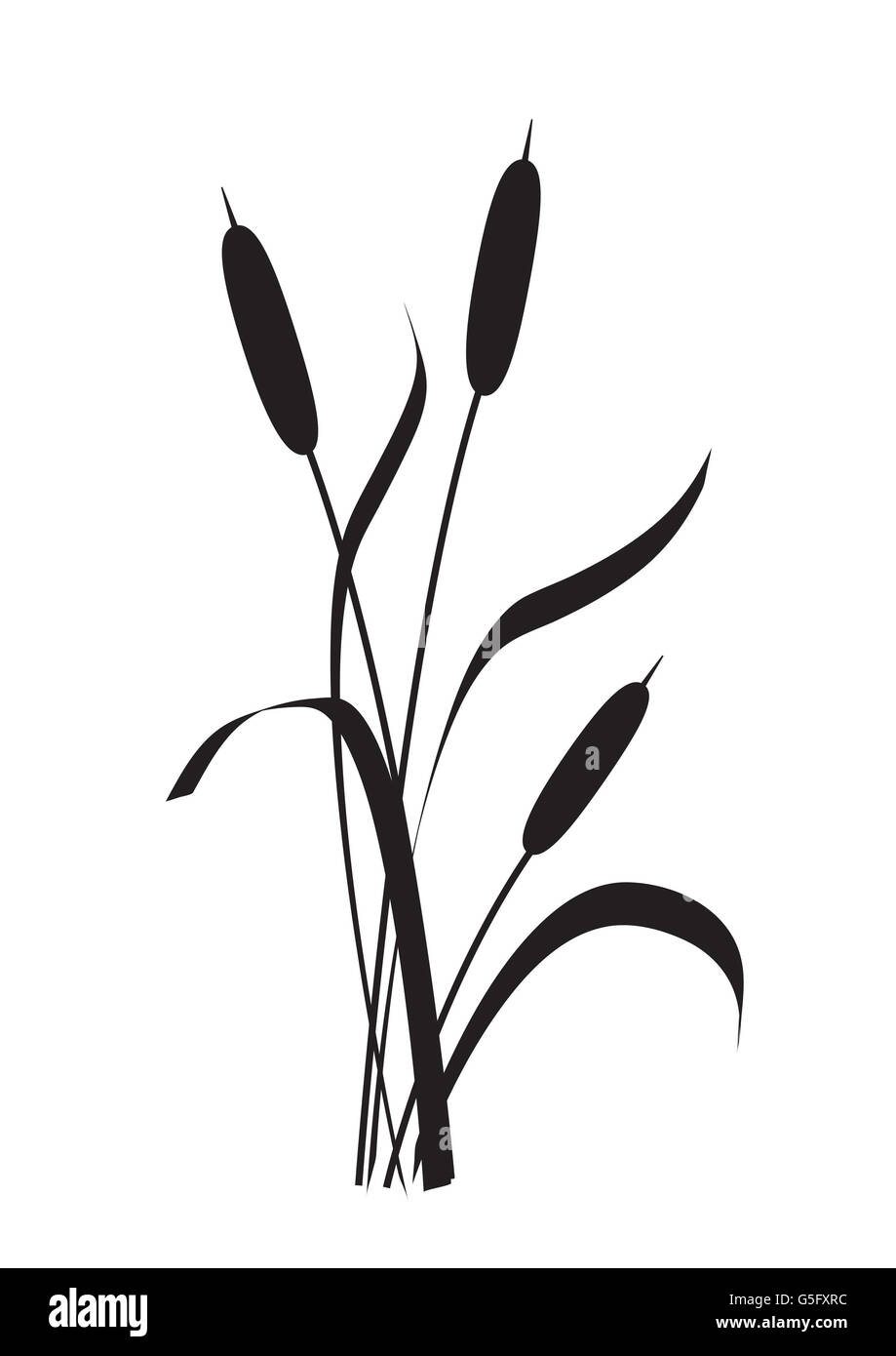 Reed silhouette Cut Out Stock Images & Pictures - Alamy