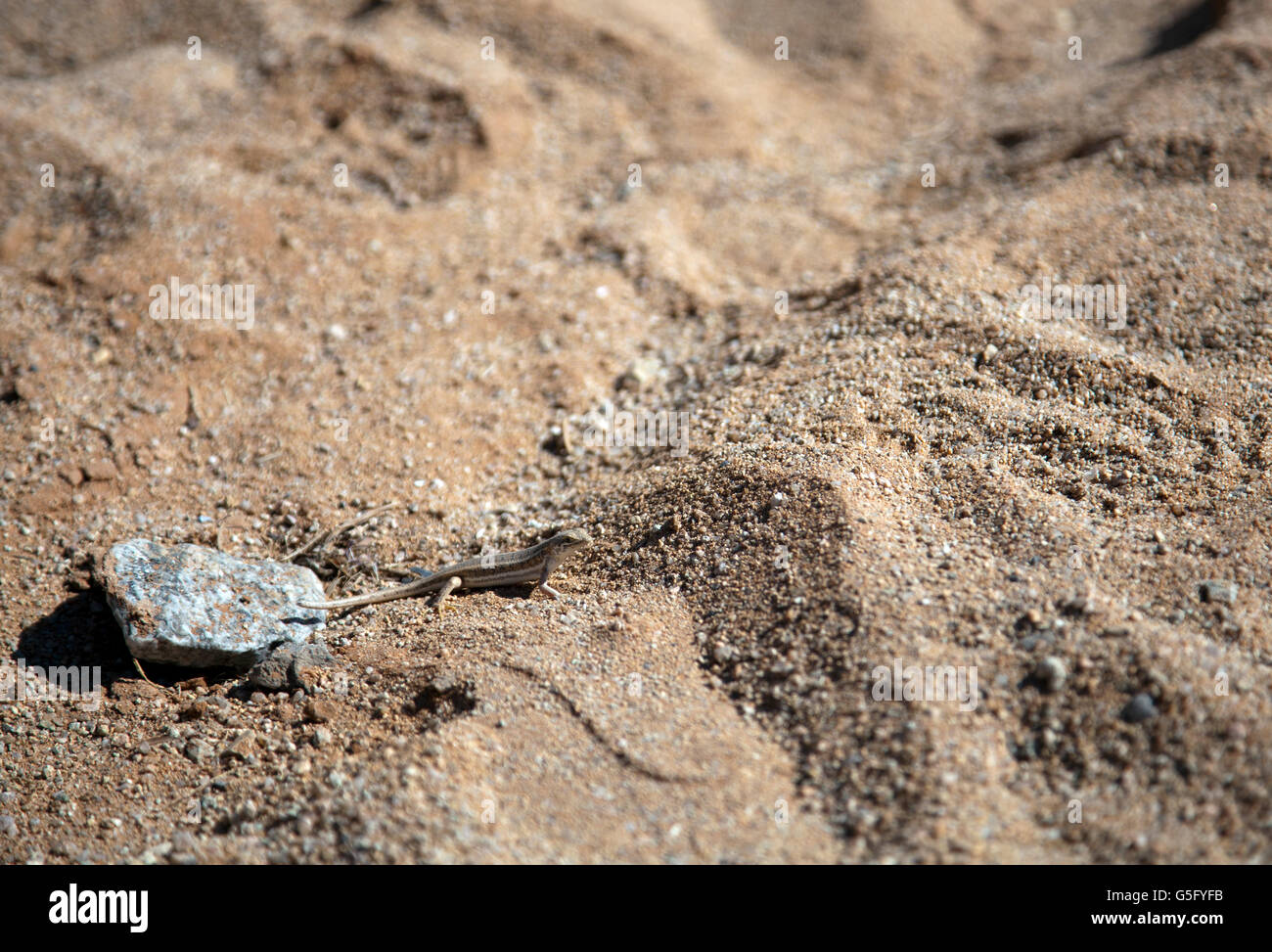 Desert sand camouflage hi-res stock photography and images - Alamy