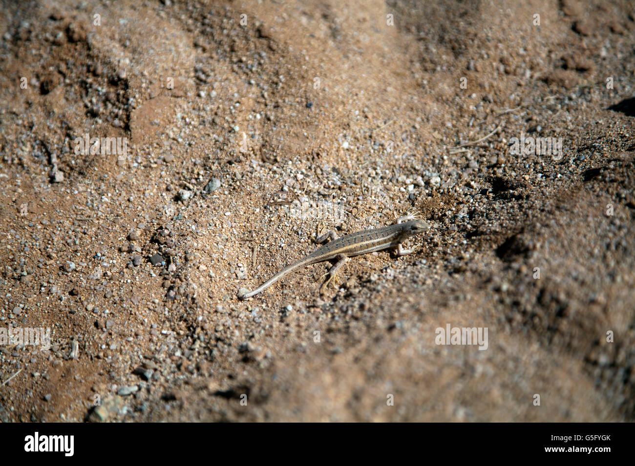 Namib sand lizard hi-res stock photography and images - Alamy