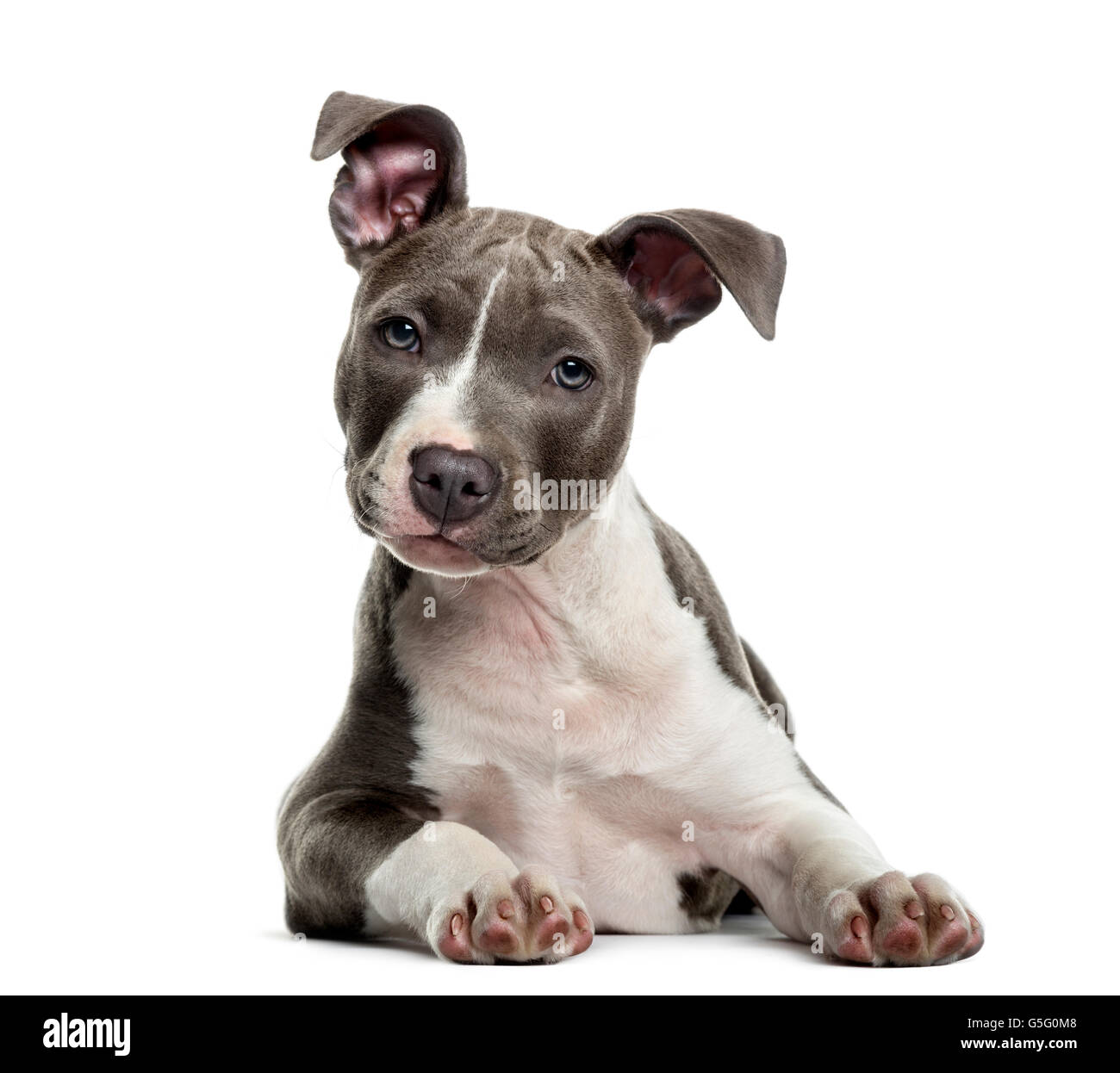 American Staff puppy in front of white background Stock Photo - Alamy