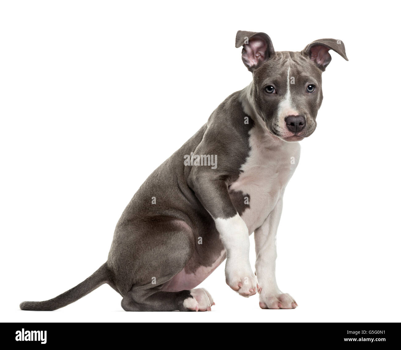 American Staff puppy in front of white background Stock Photo - Alamy