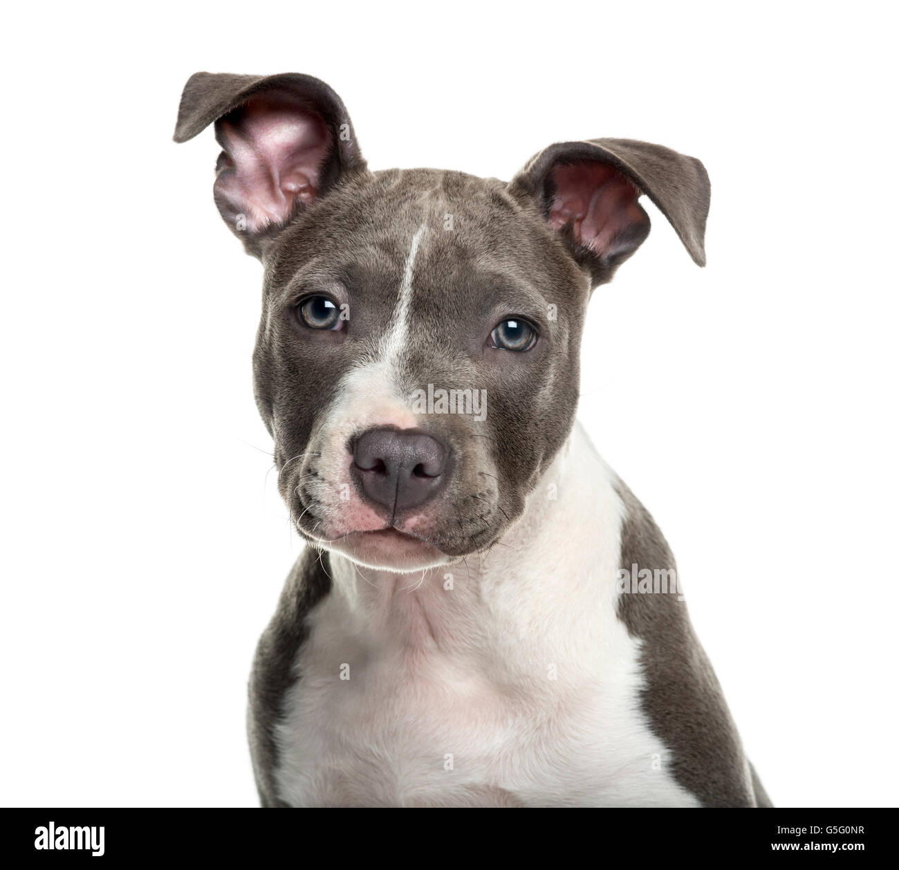 American Staff puppy in front of white background Stock Photo - Alamy