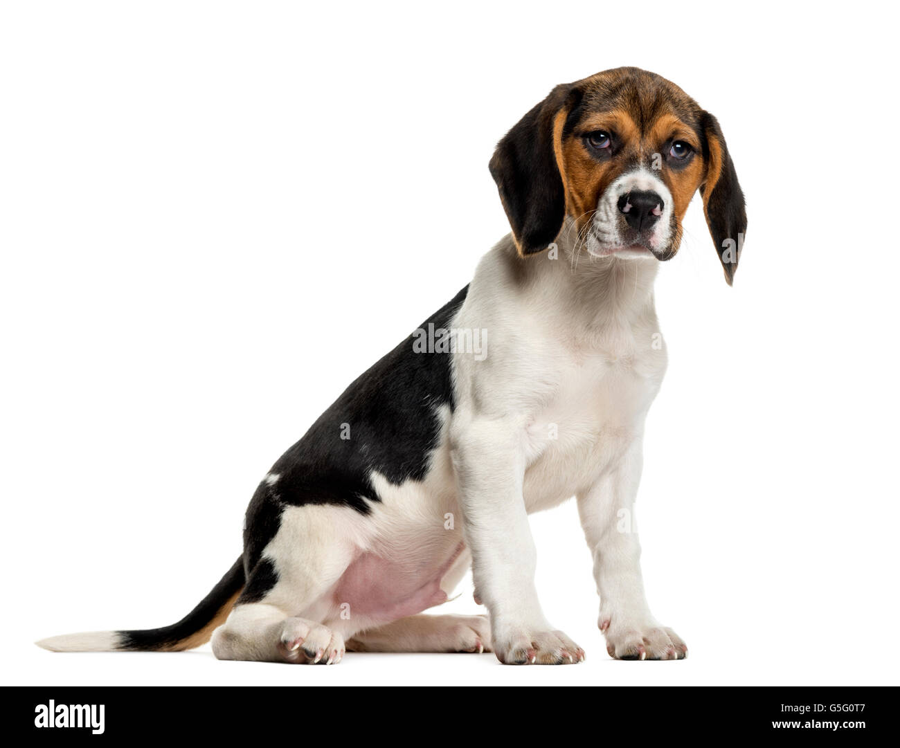 Beagle in front of white background Stock Photo - Alamy
